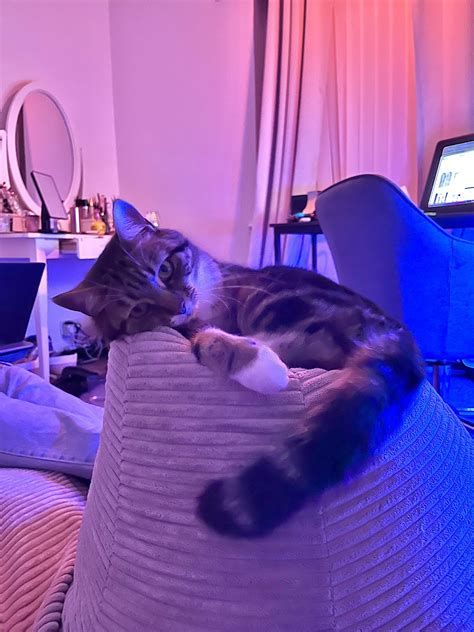 Beautiful Bisexual Lighting Rbisexual