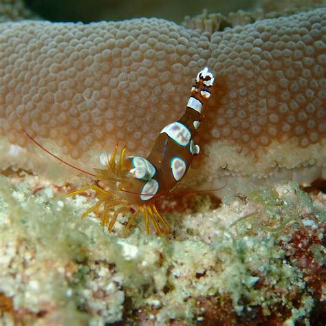 The Sexy Shrimp Or Euro Divers Lux South Ari Atoll