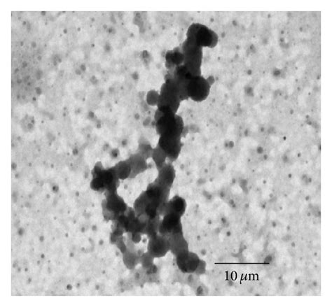 TEM Images A Naked NPs In SBFs PH 6 8 B Naked NPs In Plasma