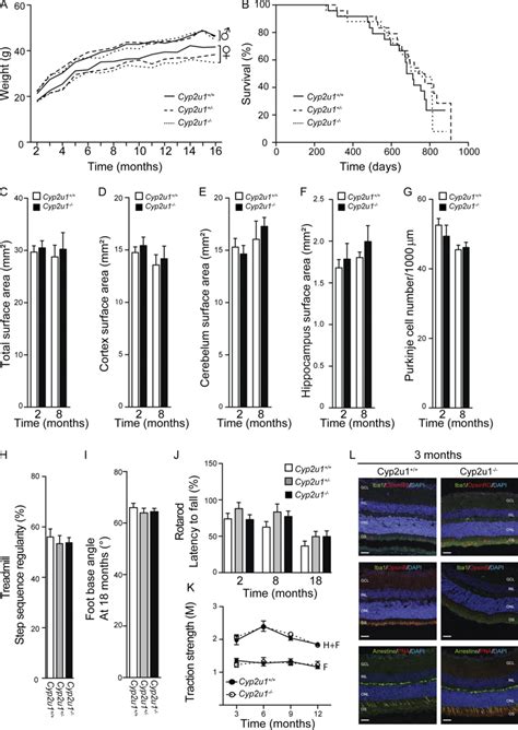 Characterization Of Cyp2u1⁻⁻ Mice A Mean Body Mass Of Female And