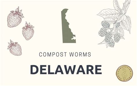 Vermicompost Sifting Tips Composting With Red Worms