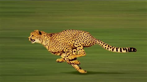 Cheetah Interesting Factsएक मिनट में शिकार कर लेता है चीता जानिए इससे