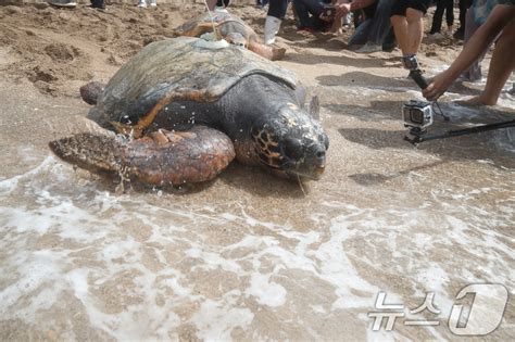 [뉴스1 Pick]멸종위기 바다거북 고향으로 돌아갑니다