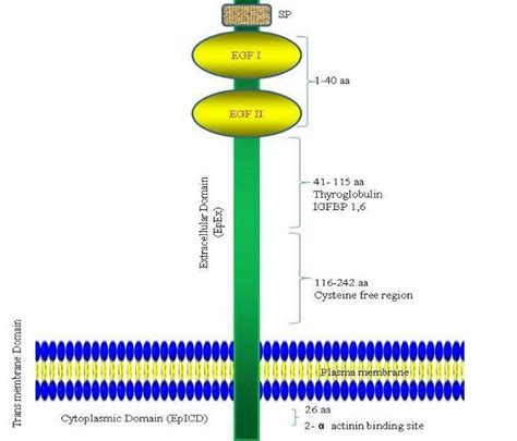 Schematic Diagram Of Epcam Structure 3 Download Scientific Diagram