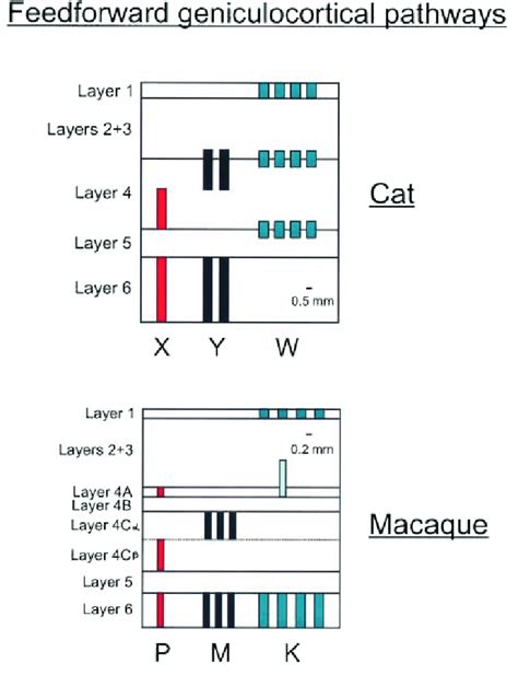 Visual Cortex Layers