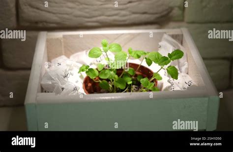 Green Mint Sprouts In A Small Pot In A Wooden Box Close Up Stock Video Footage Alamy