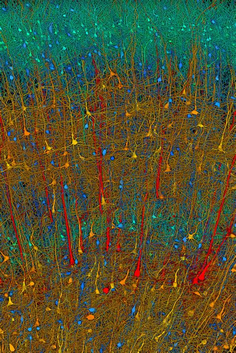 El Mapa Más Detallado Del Cerebro Humano Así Se Forma Nuestra Mente