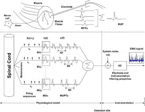 Figure From Motor Unit Potential Train Validation And Its Application In EMG Signal