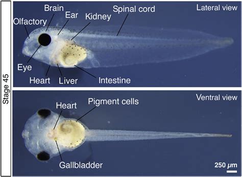 6 Anatomy Of Stage 45 X Laevis Tadpole Scale Bar 250 μm Download