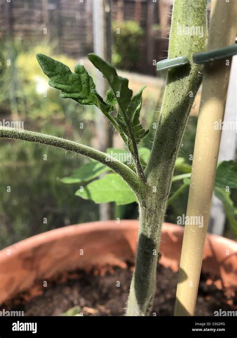 Side Shoot On A Tomato Plant Its Recommended That Side Shoots Are
