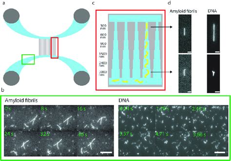 A Schematic Illustration Of The Nanofluidic Device Depicting Four
