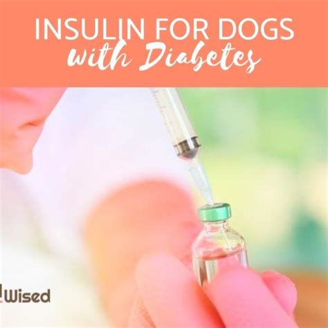 How Much Does Dog Insulin Cost Monthly