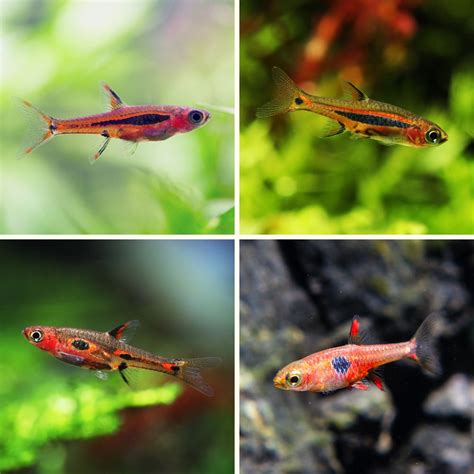 Top 10 Rasboras For Your Next Community Aquarium Aquarium Co Op