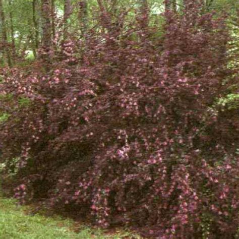 Chinese Fringe Flower Ruby Pleasent View Nursery