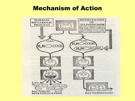 Folic Acid And Antifolate Drugs Or Folate Antagonists Ppt Chemistry