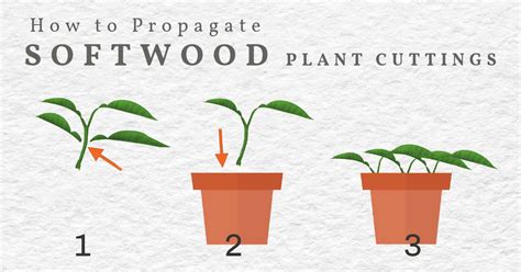 Growing Softwood Cuttings A Simple Step By Step Guide