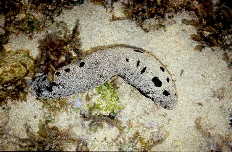 Holothuria Halodeima Atra Wa Museum Collections