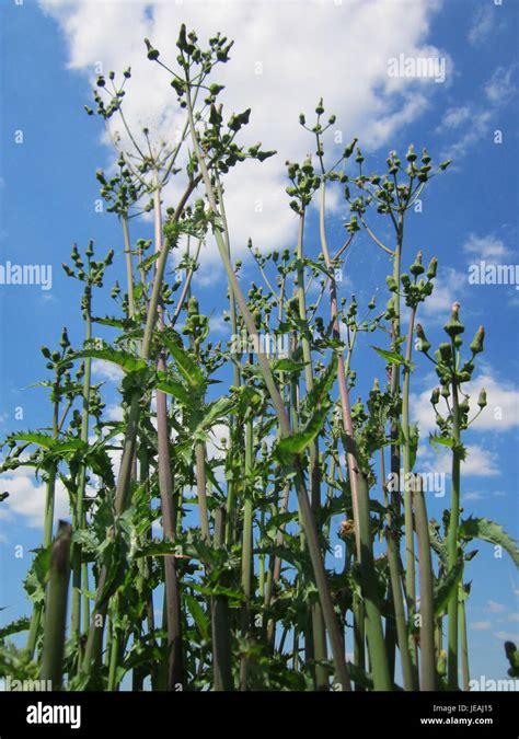 Gaensedistel By Horststuecker Is An Intricate Depiction Of A Thistle Plant Capturing Its