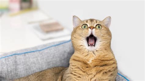 Datos Curiosos Sobre Los Gatos Que Todo Amante De Los Felinos