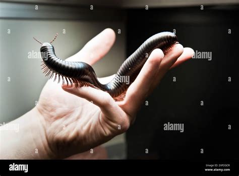 Millipede Pet