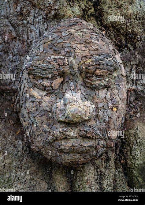 The Grandfather Tree The Tree Looks Like Humans Face The Concept Of