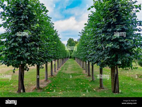 Single Row Of Trees