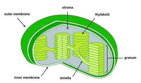 22 Cell Structure And Function Ap Biology Notes Tutorchase