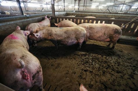 How Can Precision Farming Tackle Sow Lameness Pig Progress