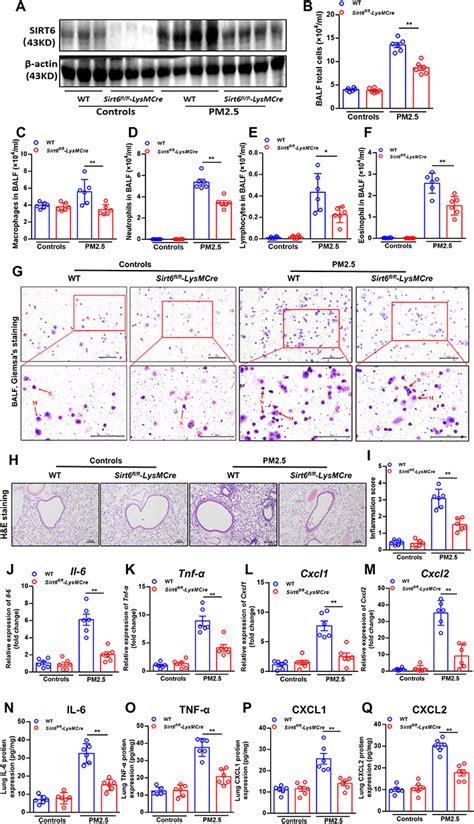 Myeloid Specific Sirt6 Deletion Resists Airway Inflammation Copd