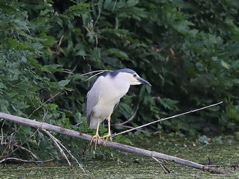 ゴイサギ成鳥と若鳥がいた ゆう猿ワールド part 2