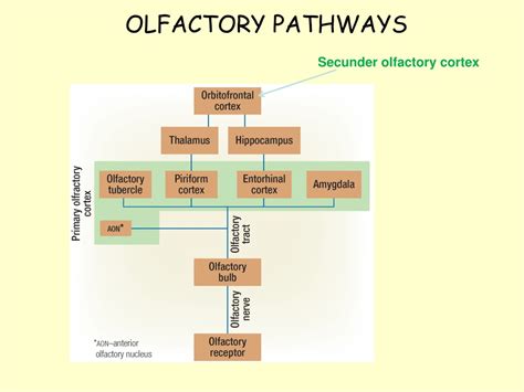 Ppt Olfactory And Gustatory System In Human Perception Powerpoint Presentation Id 9191308
