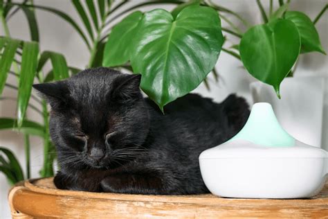 Are Essential Oils Safe To Use Around Cats Felix Cat Insurance