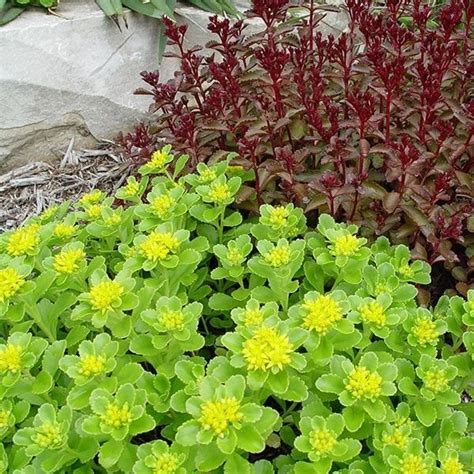 Lemon Drop Sedum Buy At In 2025 Sedum Perennials