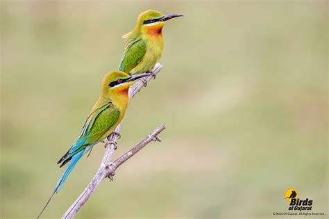 Blue Tailed Bee Eater Merops Philippinus Birds Of Gujarat