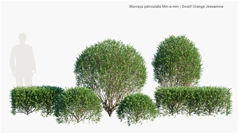 Low Poly Murraya Paniculata Min A Mins Dwarf Orange Jessamine