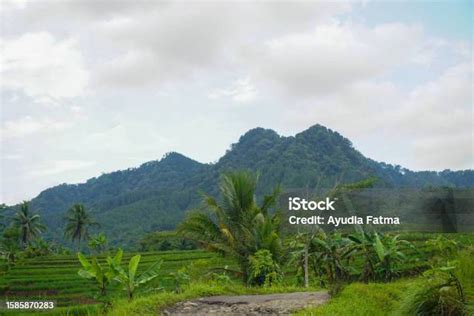 Foto Stok Pemandangan Alam Indonesia Dengan Sawah Hijau Dan Hutan Di