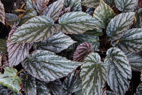 Begonia ‘mishmi Silver Pan Global Plants