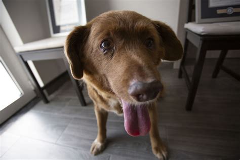 Muere Bobi el perro más longevo del mundo