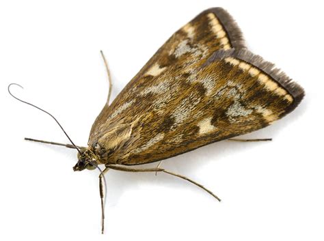 Wasp And Flying Insect Control Cid Pest Control Se London And Kent
