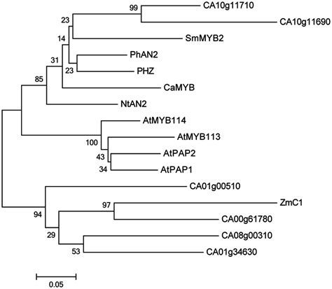 Phylogenetic Analysis Of Camyb And Other Mybs Protein Sequences Used