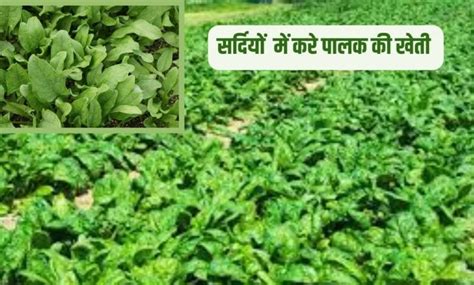 किसानों को ज्यादा मुनाफा देती हैं पालक की ये किस्में सर्दियों में रहती