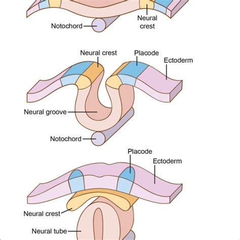 Development Of The Neural Crest And Placodes Near The Midline Of The
