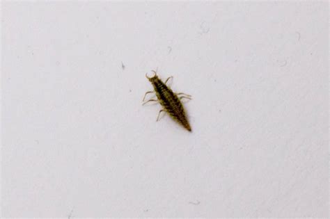The Hell Is This Sorry About Potato Quality Its Quite Small R