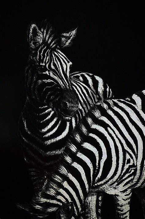 Zebra Scratch Art Scratch Art And Colored Pencil Zebras