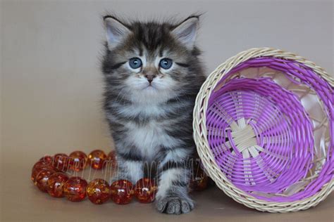 Siberian Kittens For Sale Iz Tverskogo Knyazhestva And Lyumur