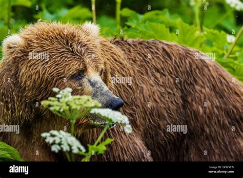 Brown Bear Cub Ursus Arctos Horribilis Grizzly Bear Ursus Arctos