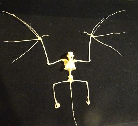 Proantic Bat Skeleton Osteology Deyrolle Paris