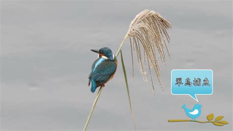 慢動作看翠鳥空中停懸待機衝水捉魚 Canon R5 4K高格數影片 YouTube