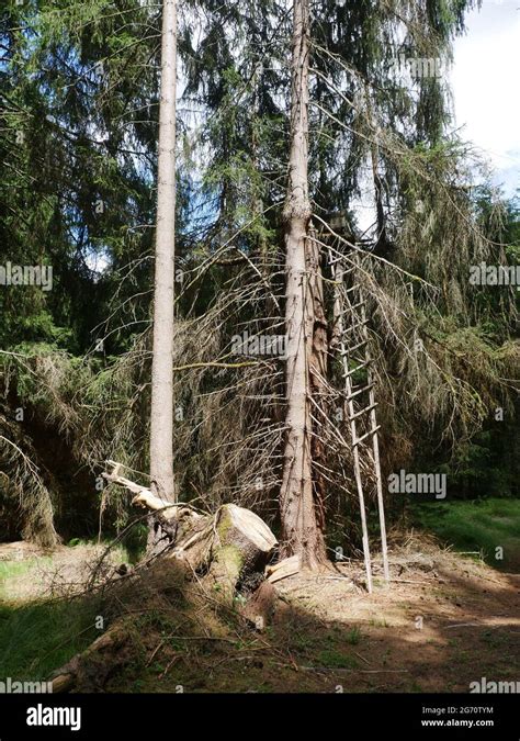 Shot Of Dry Trees In A Forest Stock Photo Alamy