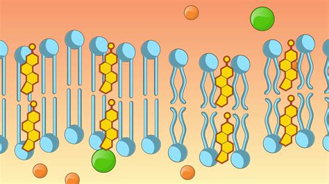 How To Make Membrane Fluidity At Jasper Gunson Blog